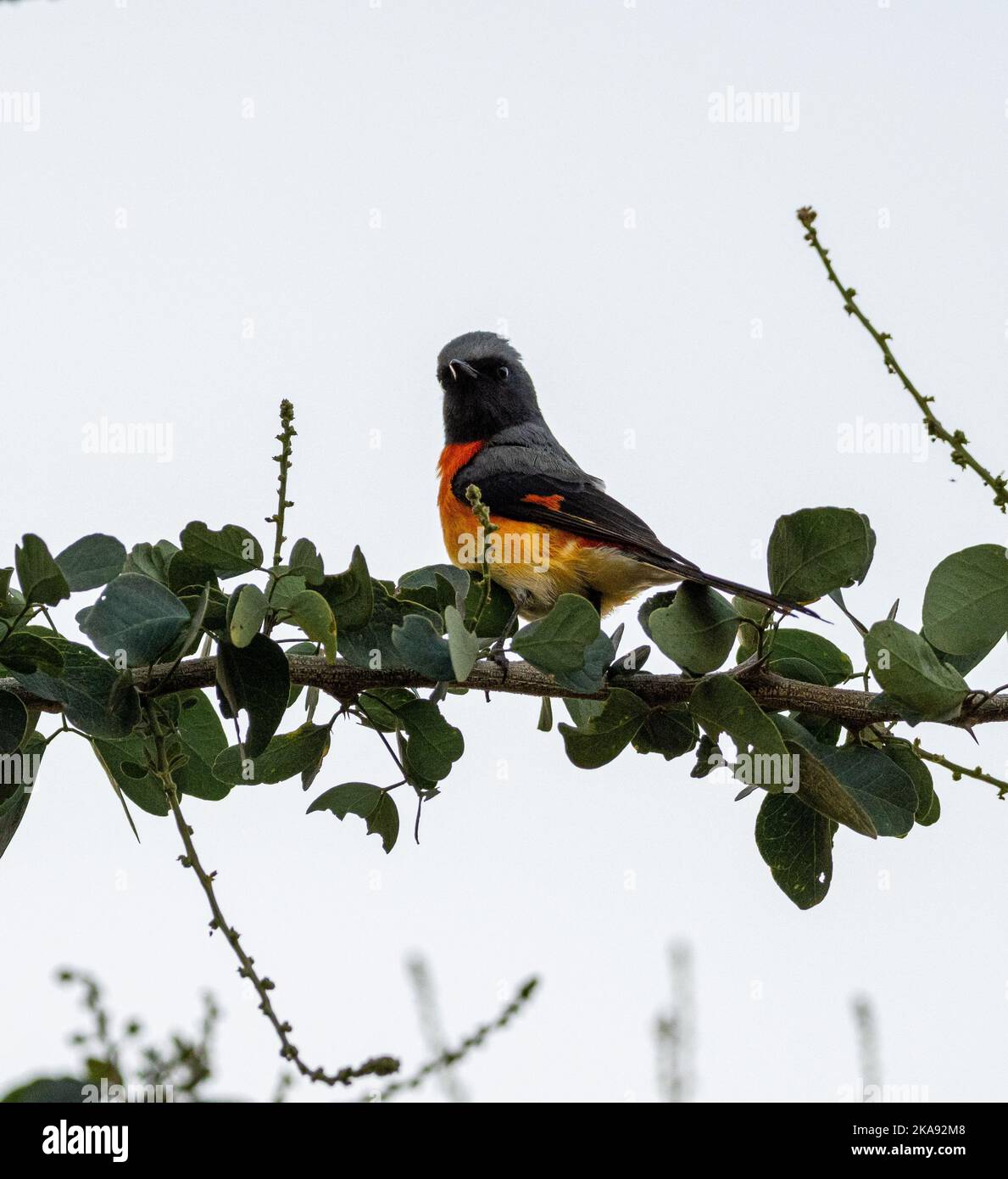 Pericrocotus cinnamomeus hi-res stock photography and images - Alamy