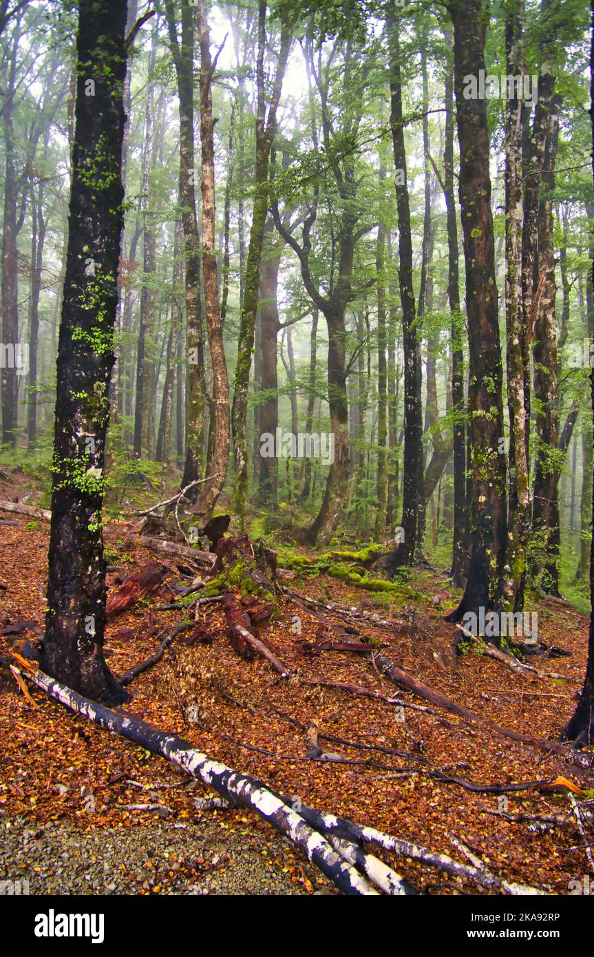Beech forest on the slopes of Mount Robert, along the Pinchgut Track in ...