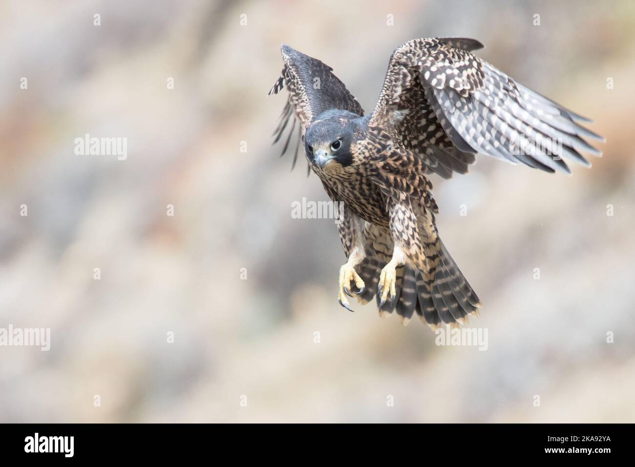 A scenic shallow focus of a peregrine falcon bird in flight Stock Photo ...