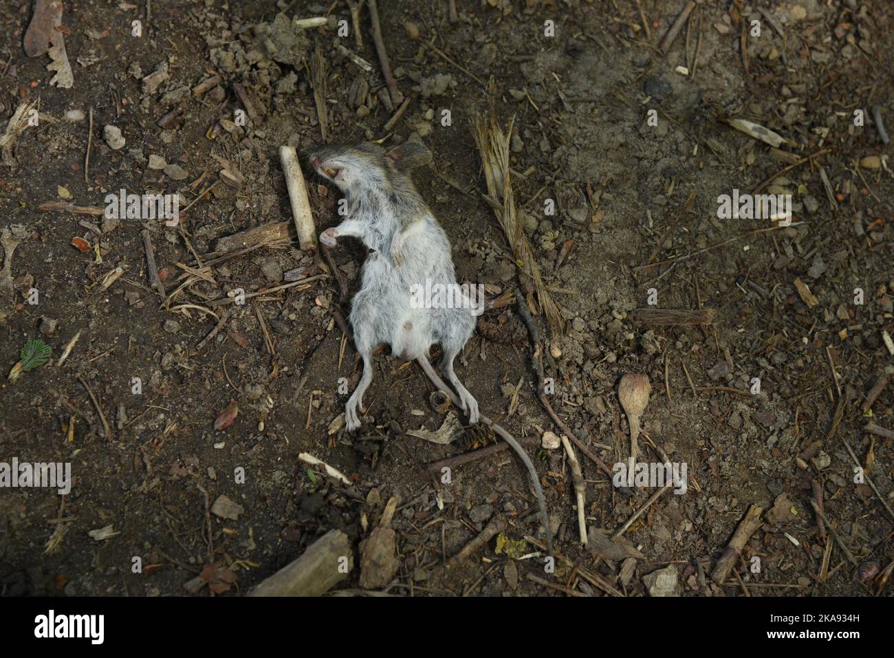 Dead mouse outdoor hi-res stock photography and images - Alamy