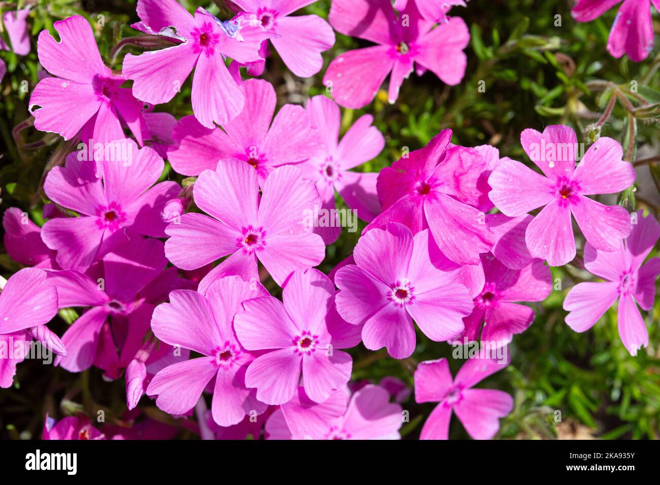 Pink creeping phlox flowers growing on garden. Phlox subulata Stock ...