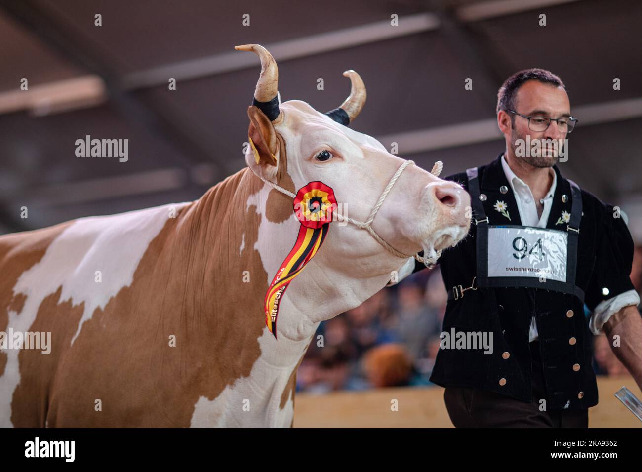 A shallow focus shot of a male contestant standing next to his bull in ...