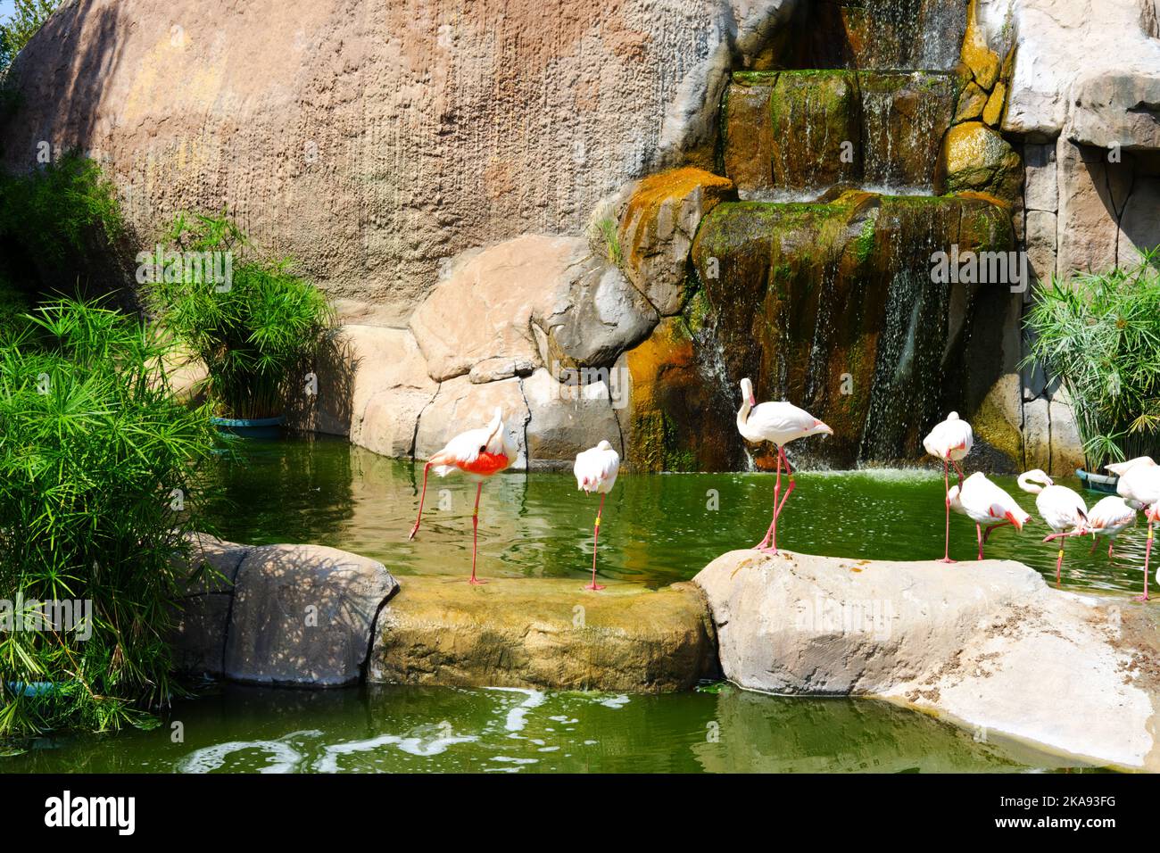 Flamingoes silhouette hi-res stock photography and images - Alamy