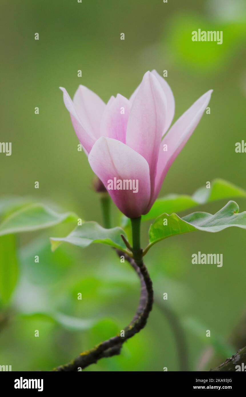 A single pink bloom of magnolia from a magnolia tree Stock Photo - Alamy