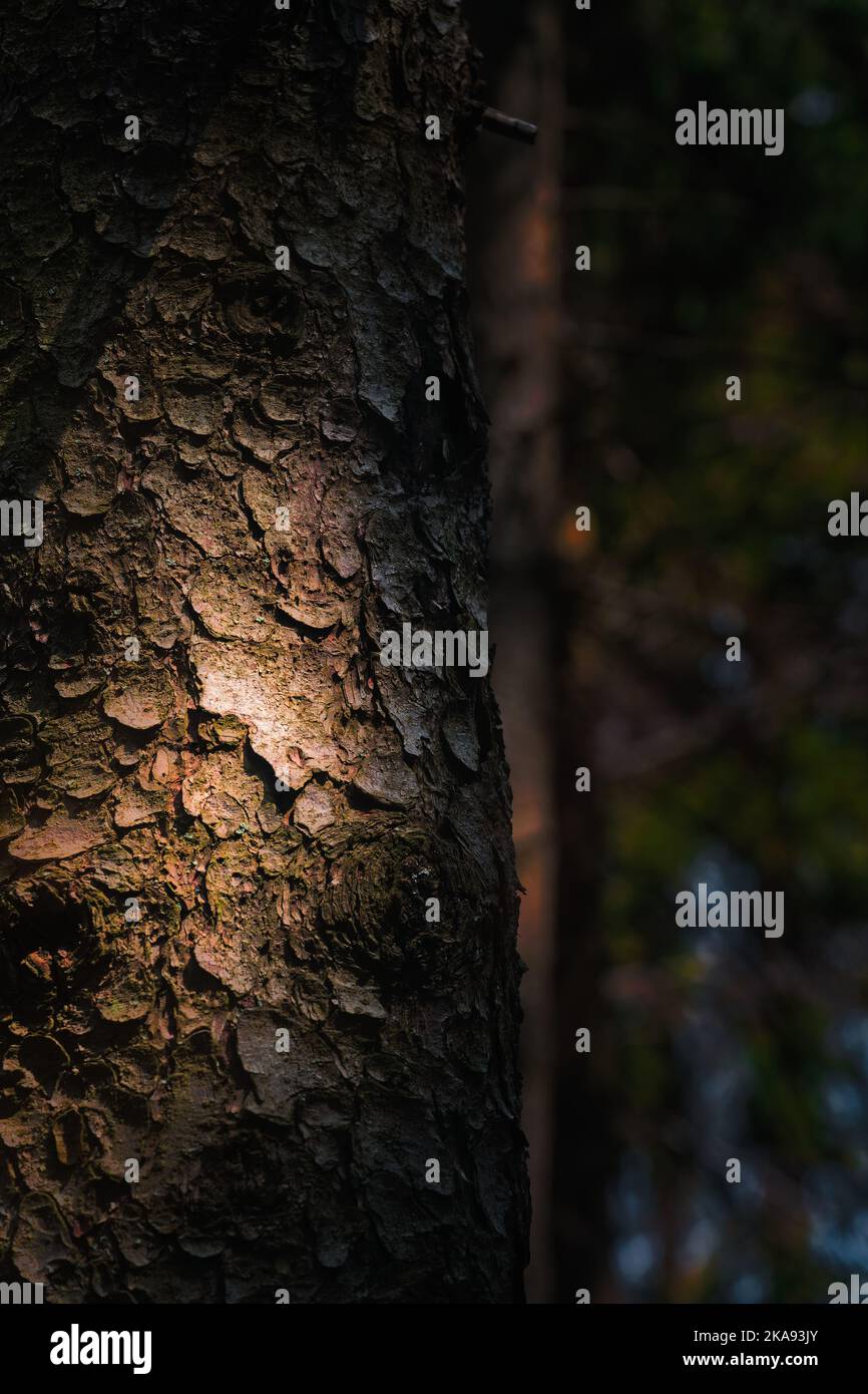 The beech tree texture closeup Stock Photo - Alamy