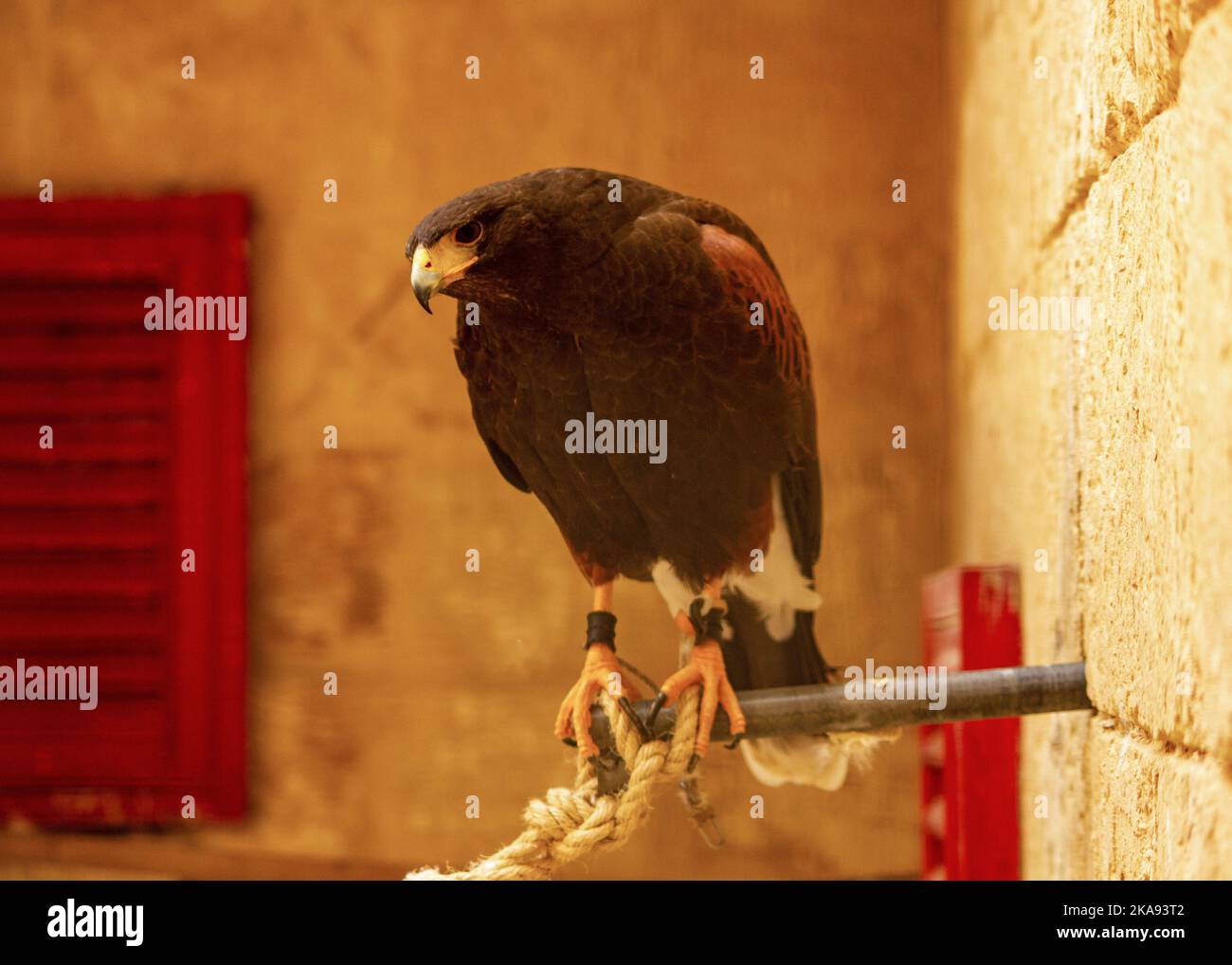 Harris hawk and claws hi-res stock photography and images - Alamy