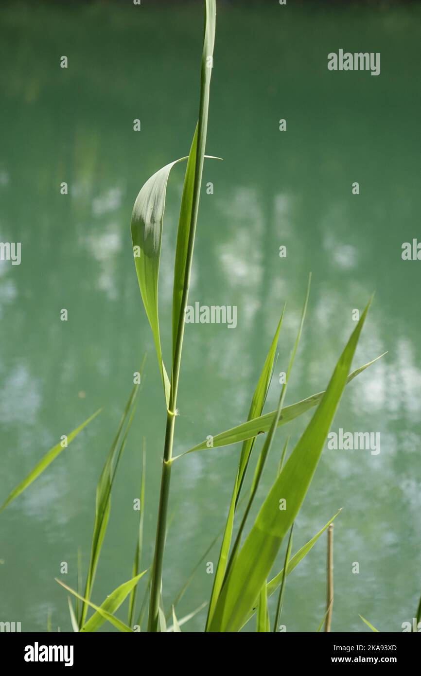 Green phragmites grass at the shore of Stichkanal Hildesheim (side ...
