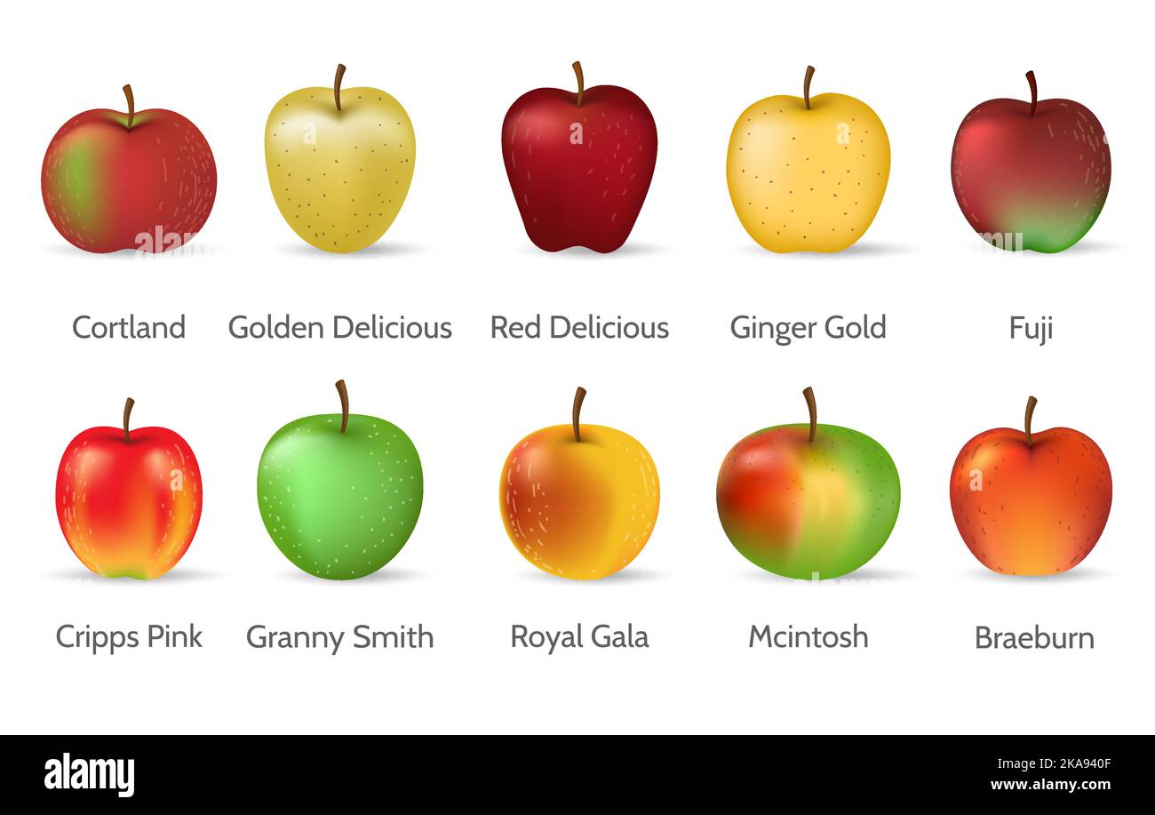 Apple types set Stock Vector Image & Art - Alamy