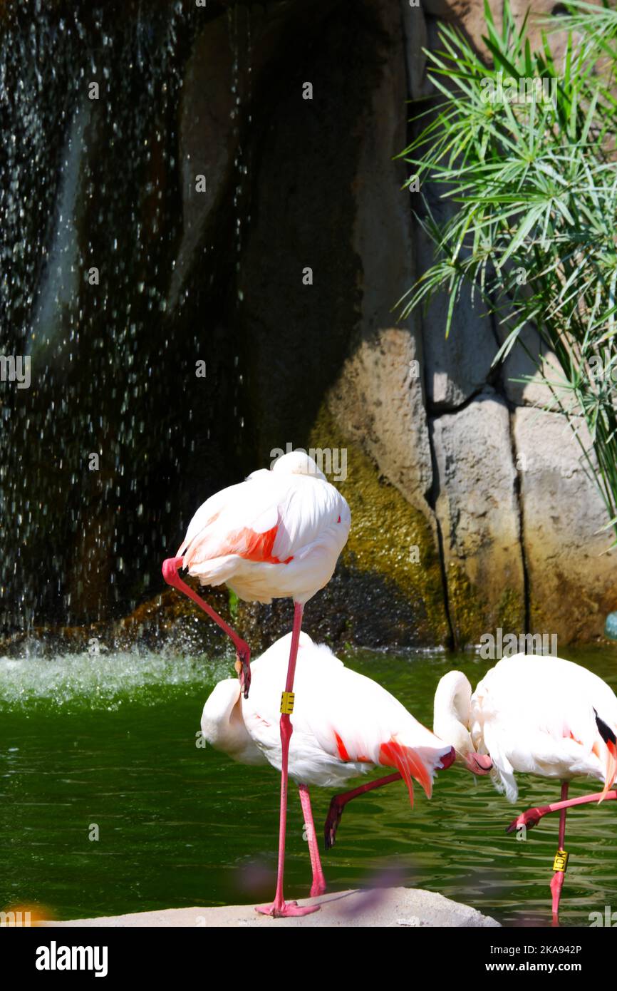 Silhouette of greater flamingos hi-res stock photography and images - Alamy