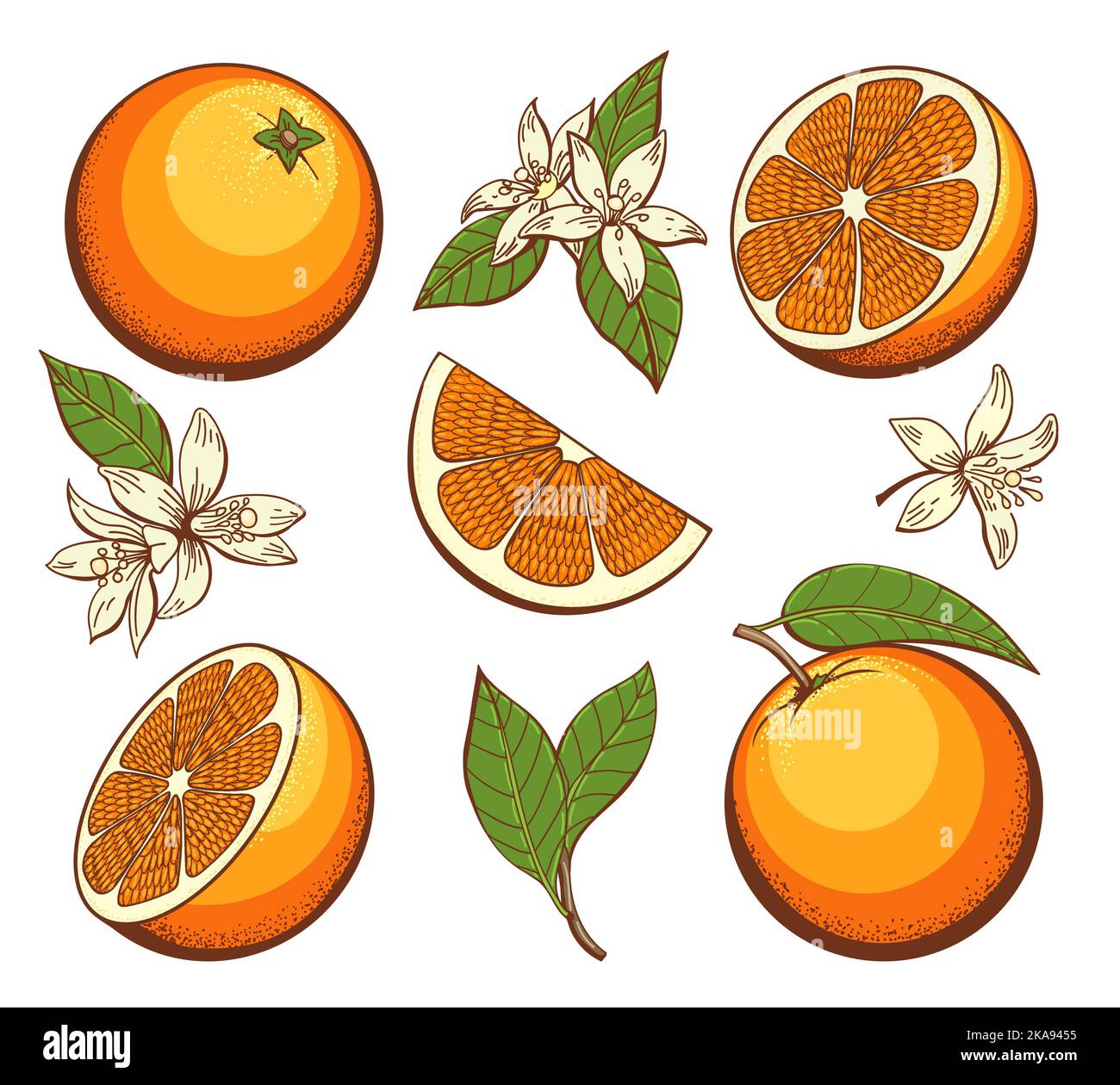 Cartoon blossoming oranges Stock Vector Image & Art - Alamy