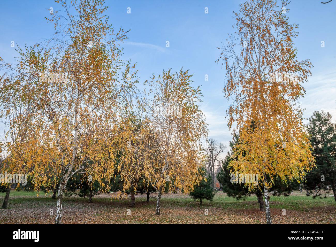 Picture of a birch tree, focusing on its leaves, brown and yellow ...