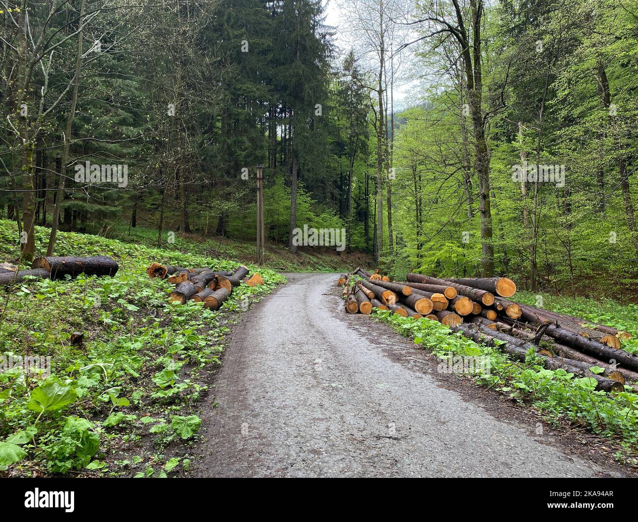 A beautiful shot of felled timber and coniferous trees due to the bark ...