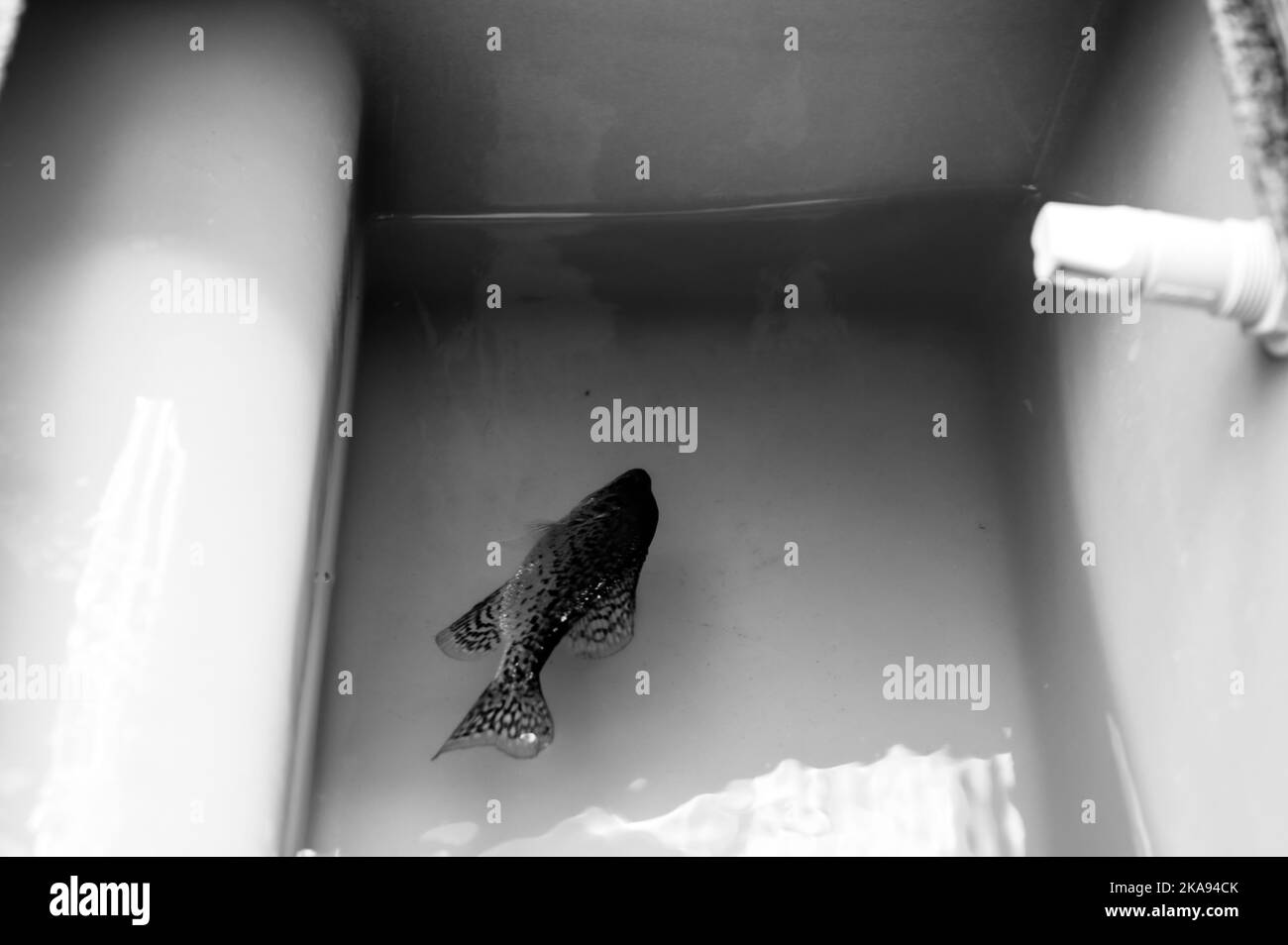 Fish in a livewell of a boat with a low level of water Stock Photo - Alamy