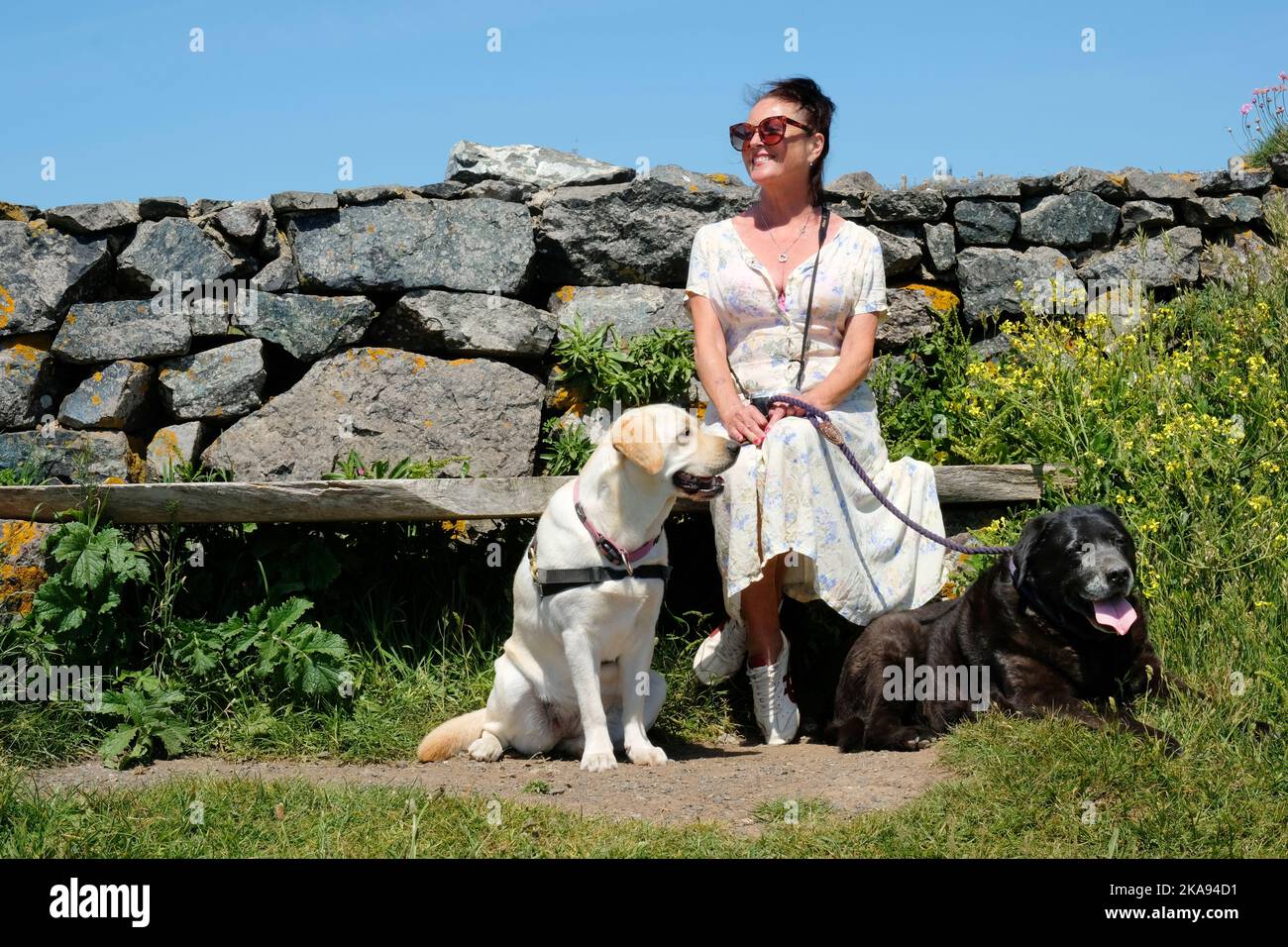 An attractive female resting with her pet labradors on the Sour West ...