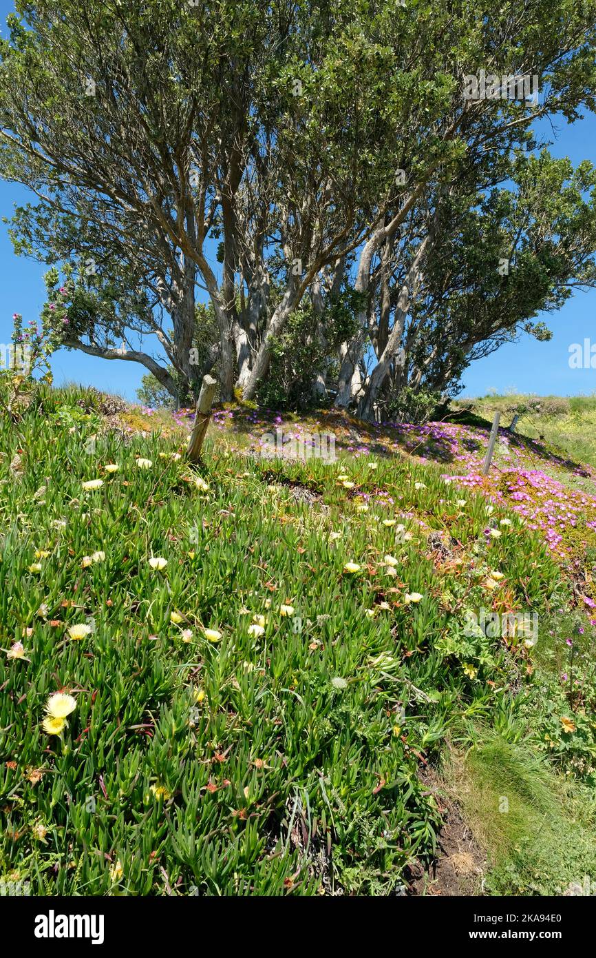 A bank beside the south west coast path covered in mesembryanthemum ...