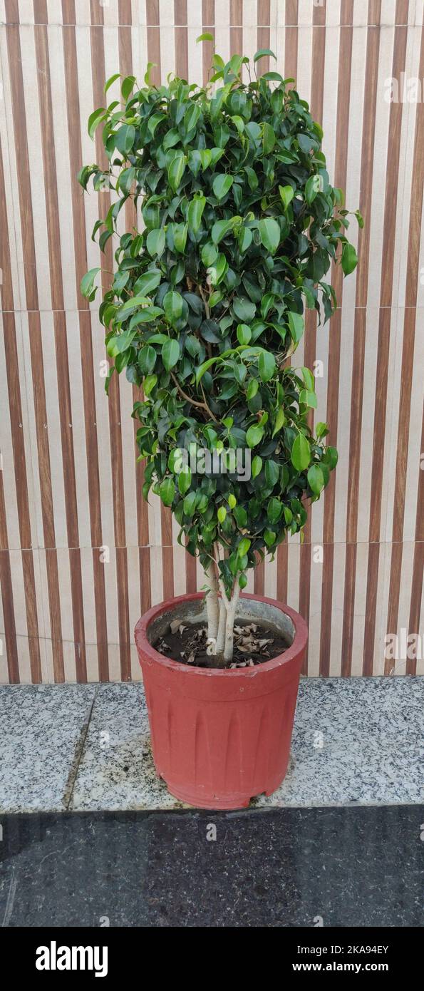 Potted plants along the pathway in a small pot for the trees Stock ...