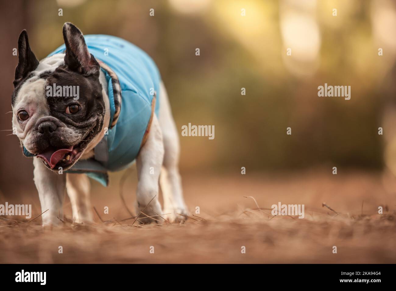 lovely French bulldog play and pose in the forest Stock Photo - Alamy