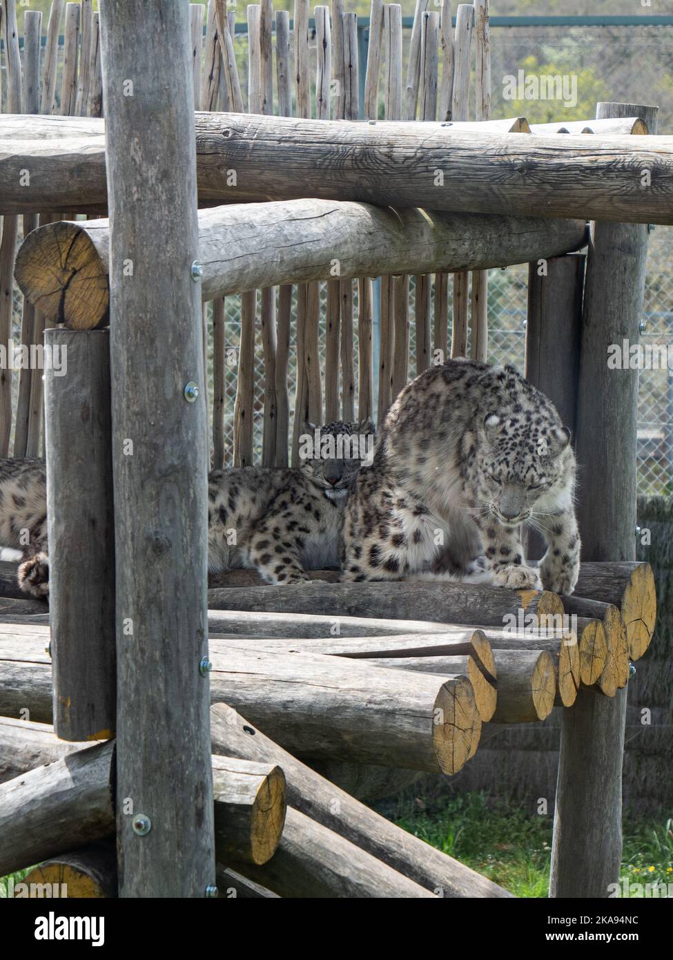 A vertical closeup of the snow leopards, Panthera uncia in captivity ...