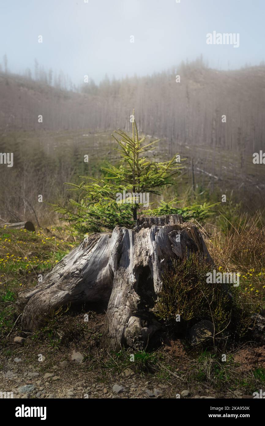 A scenic view of a tree growing inside a stump of another tree Stock ...