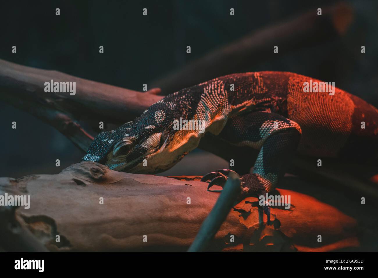 An Australian Water monitor lizard on the stone in the zoo Stock Photo ...