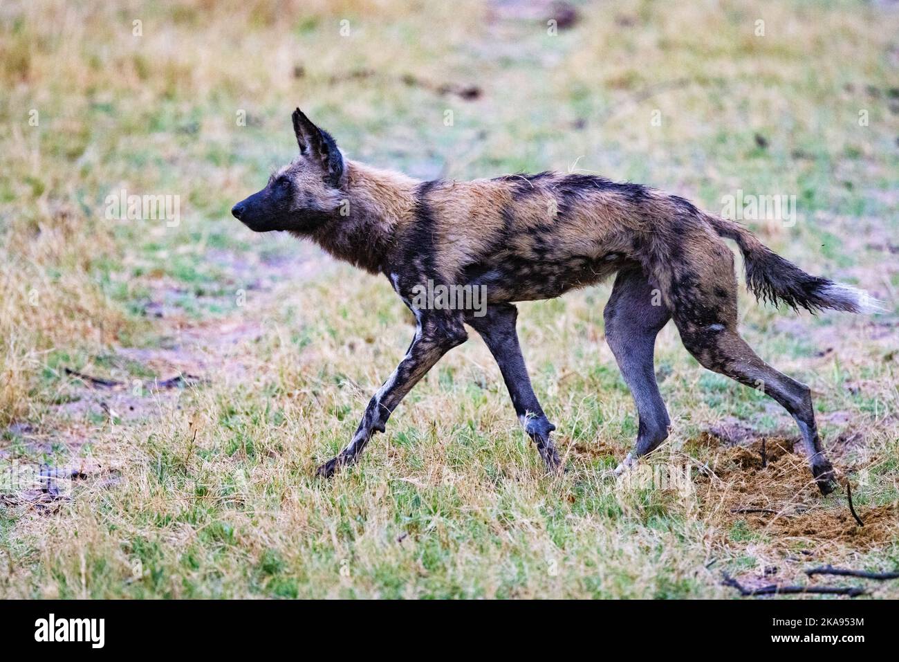 African Wild Dog, Lycaon Pictus, aka Painted Dog or Cape hunting Dog ...