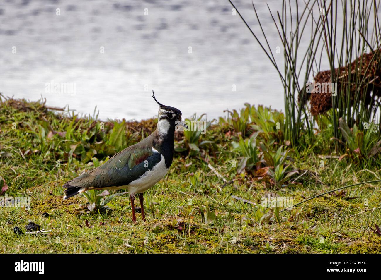 British wader hi-res stock photography and images - Alamy