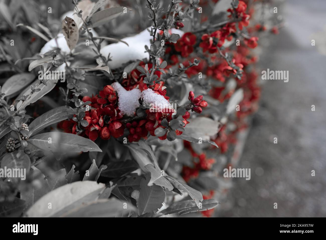 A selective focus shot of a common holly flowering plant with the color ...