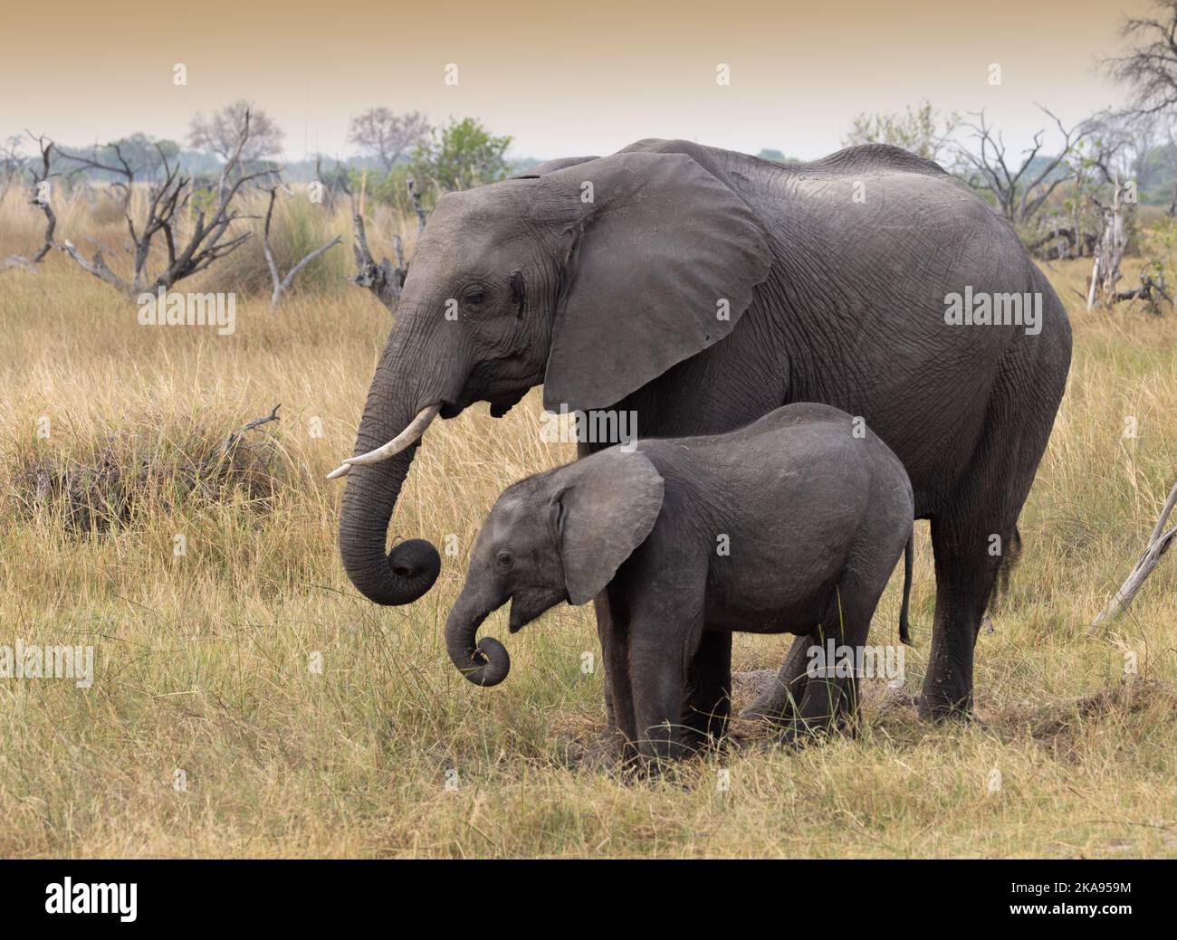 African Elephant, adult and young elephants, Moremi game reserve ...