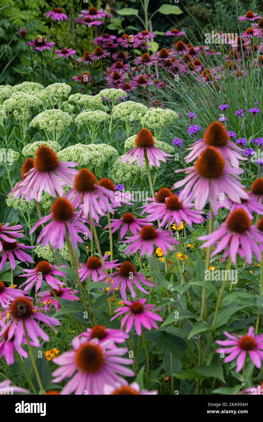 Garden view with a variety of coneflowers in different colors, milfoil ...