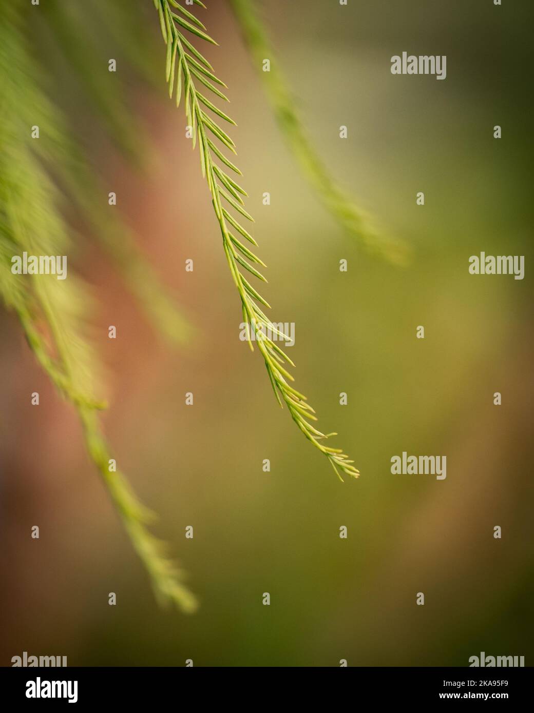 Young bald cypress hi-res stock photography and images - Alamy