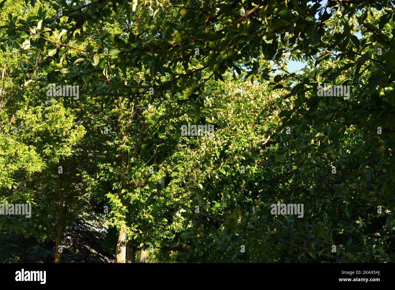 Green apples and leaves on tree at spring with clear sky at the ...