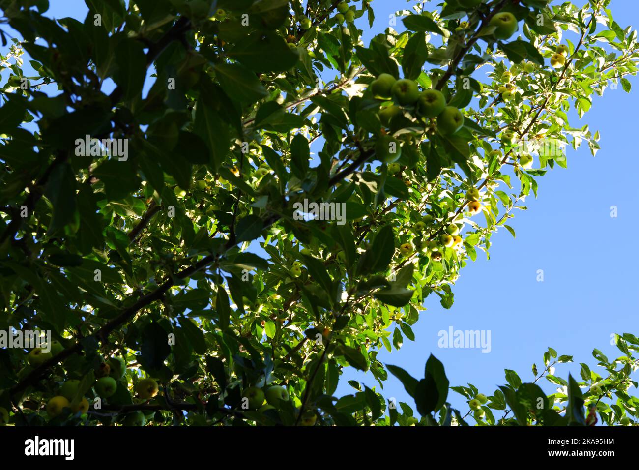 Green apples and leaves on tree at spring with clear sky at the ...