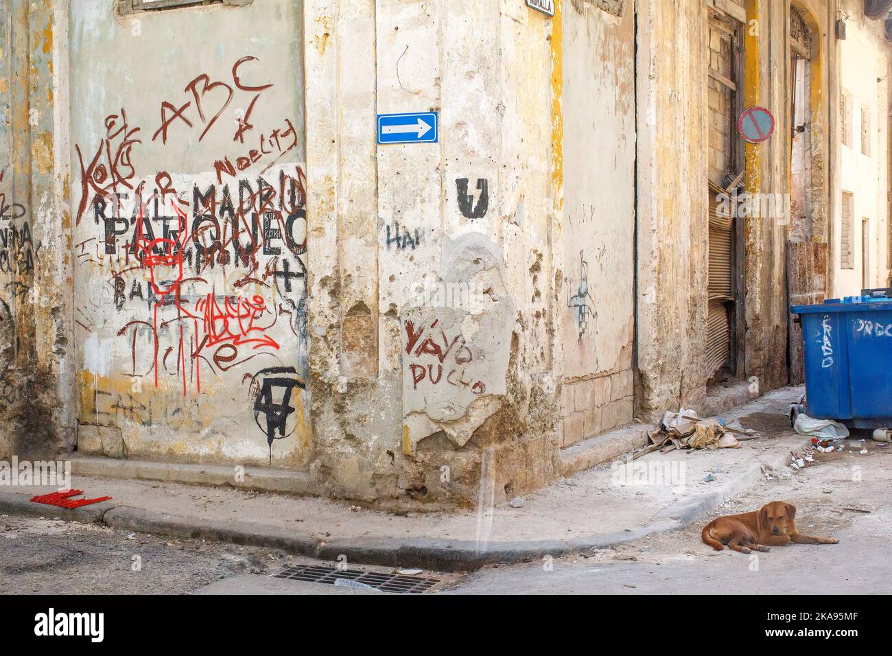 A stray dog lies on the asphalt of a city street. A run-down, dirty ...