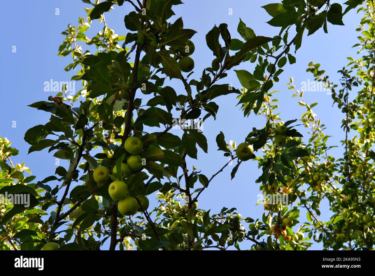 Green apples and leaves on tree at spring with clear sky at the ...