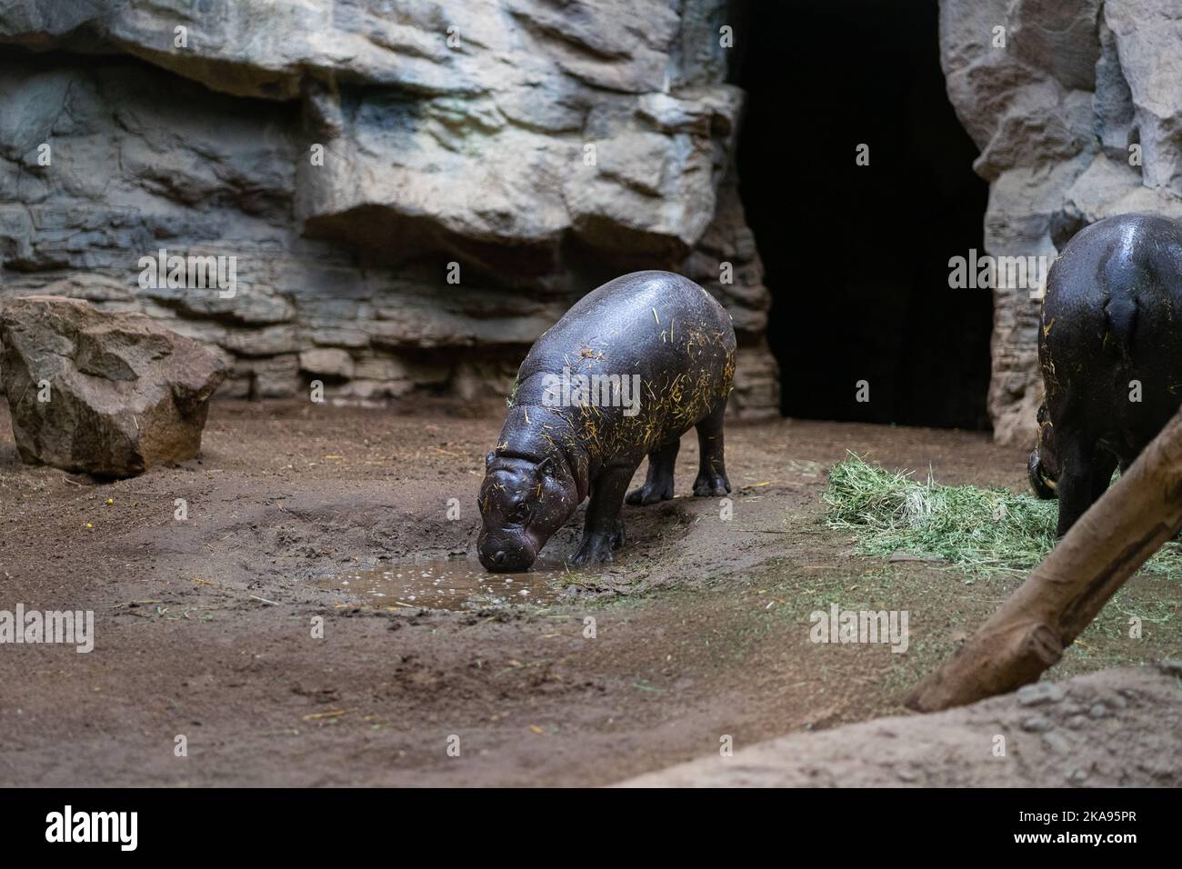 Pygmy Hippos in their natural enclosure at The Franklin Park Zoo in ...