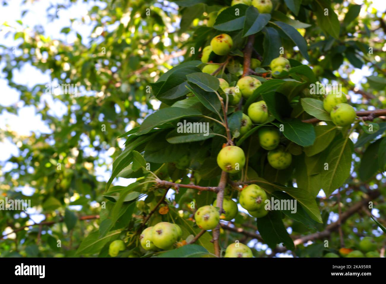 Green apples and leaves on tree at spring with clear sky at the ...