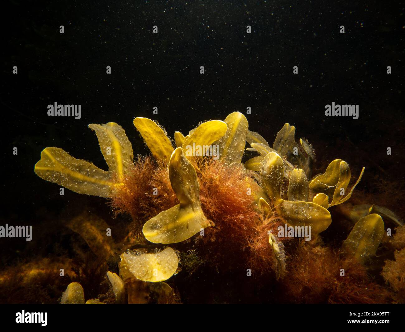 close up of bladderwrack, also known as bladder fucus, pop weed, cut ...