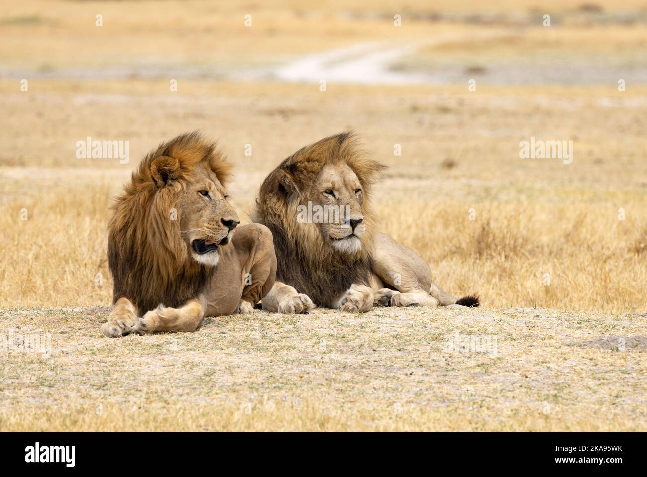 Two male lions, adult, Panthera Leo; Moremi Game Reserve, Botswana ...