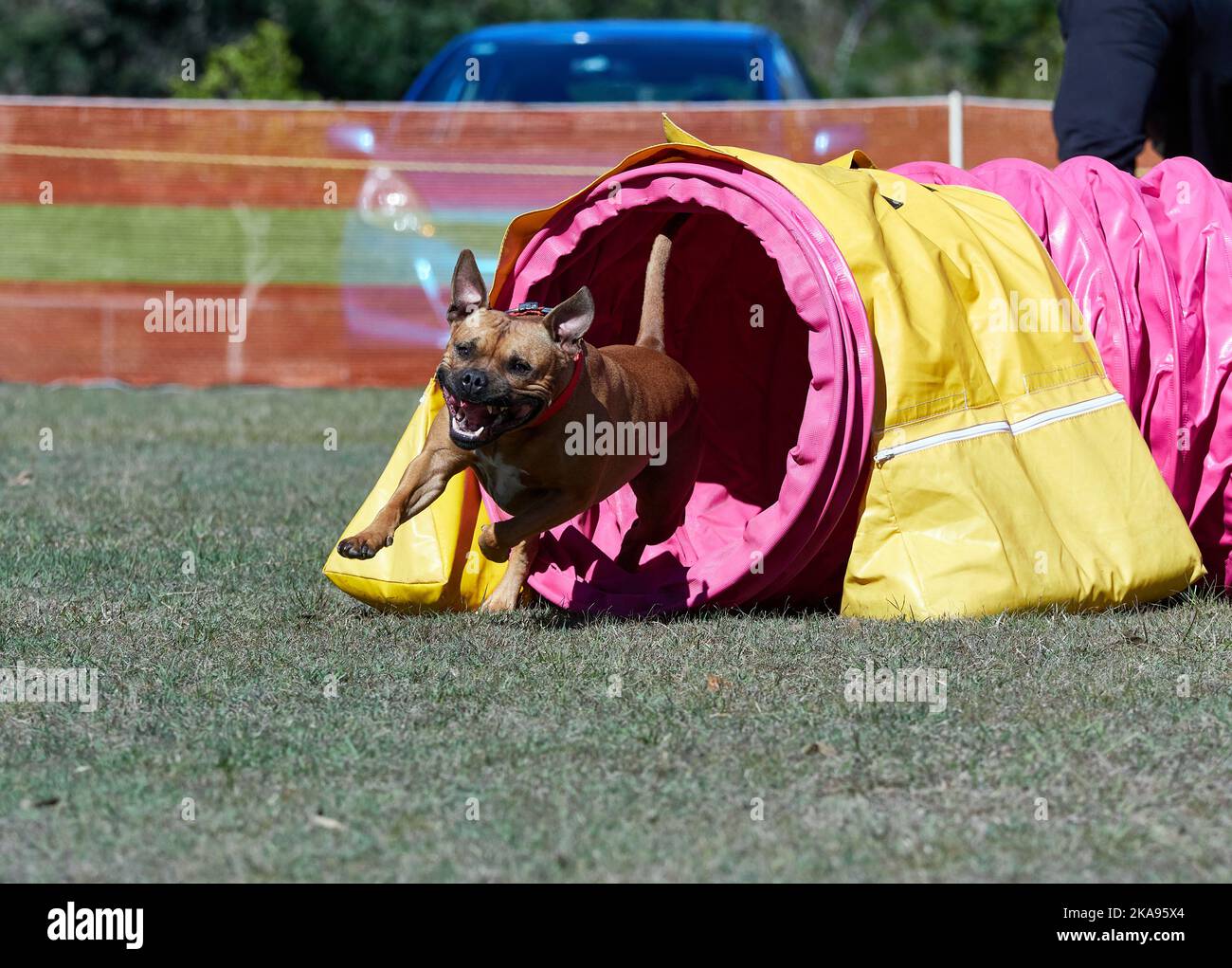 Many obstacles on a dog agility field . Dogs moving quickly from one ...
