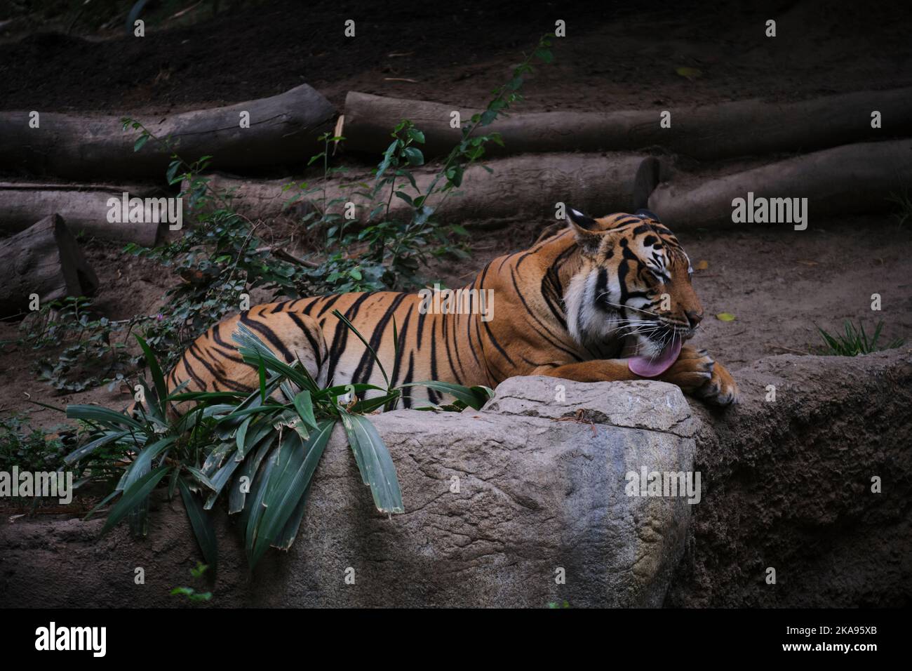A Sumatran tiger licking itself at the zoo Stock Photo - Alamy