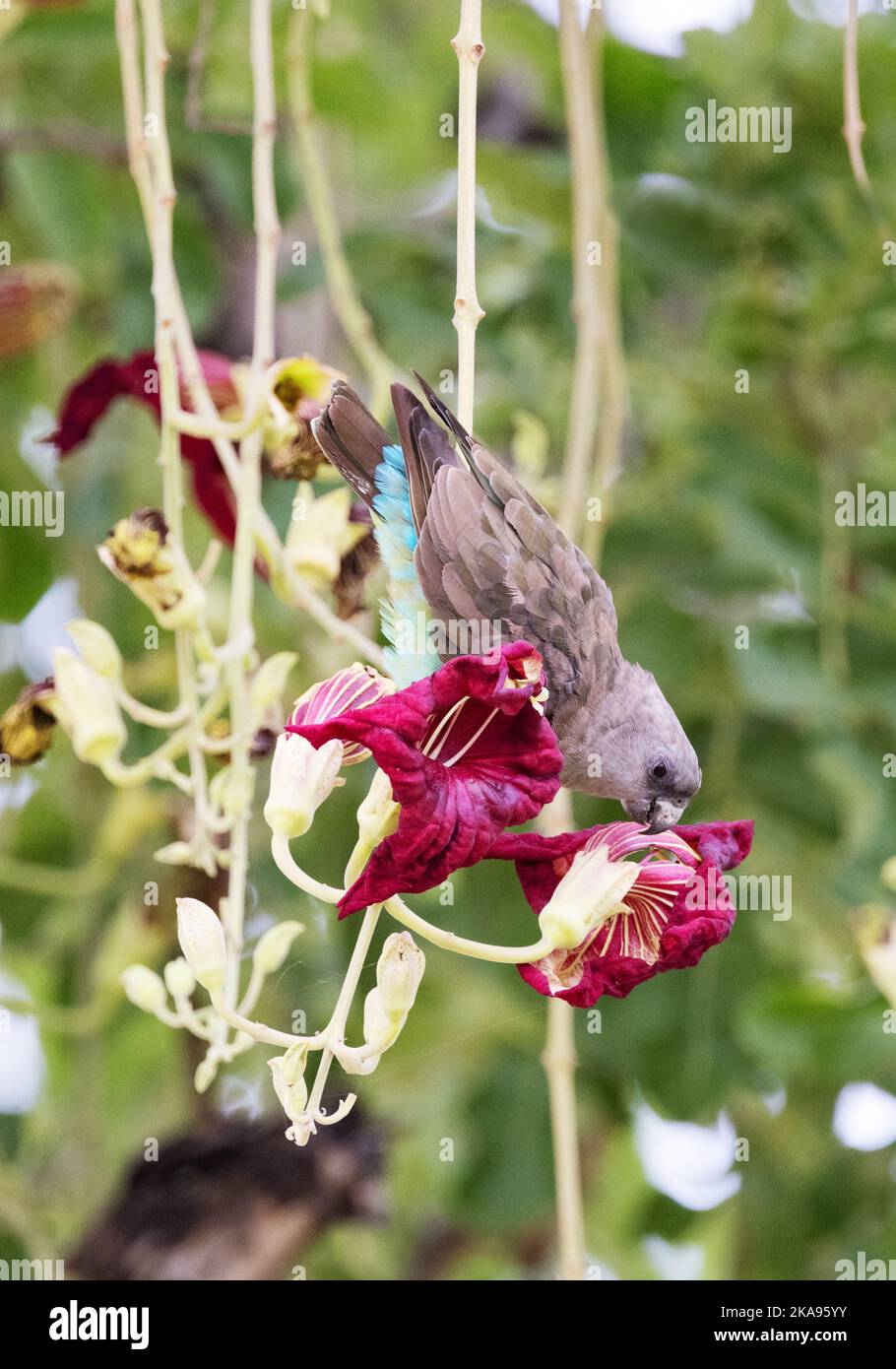 Meyers Parrot, Poicephalus meyeri, or Brown Parrot feeding from the ...