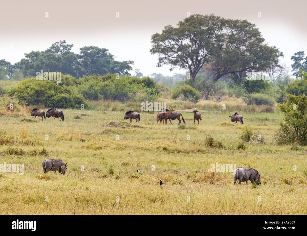 Reserve africa landscape animals hi-res stock photography and images ...