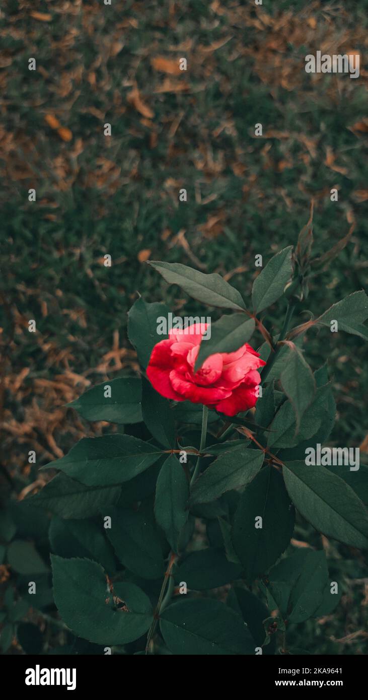 A vertical shot of a red Japanese camellia flower with green leaves in ...