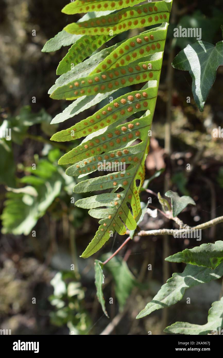 A vertical shot of a green fern plant with rows of black seed spots ...
