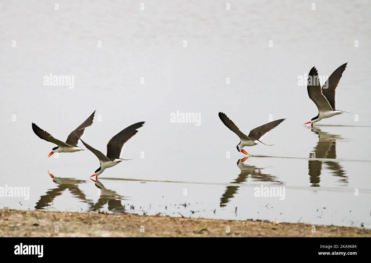 African skimmer fishing, Rynchops flavirostris; four African Skimmers ...