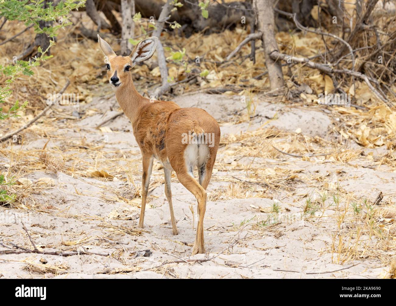 Adult Female Steenbok, Raphicerus campestris, a common small antelope ...