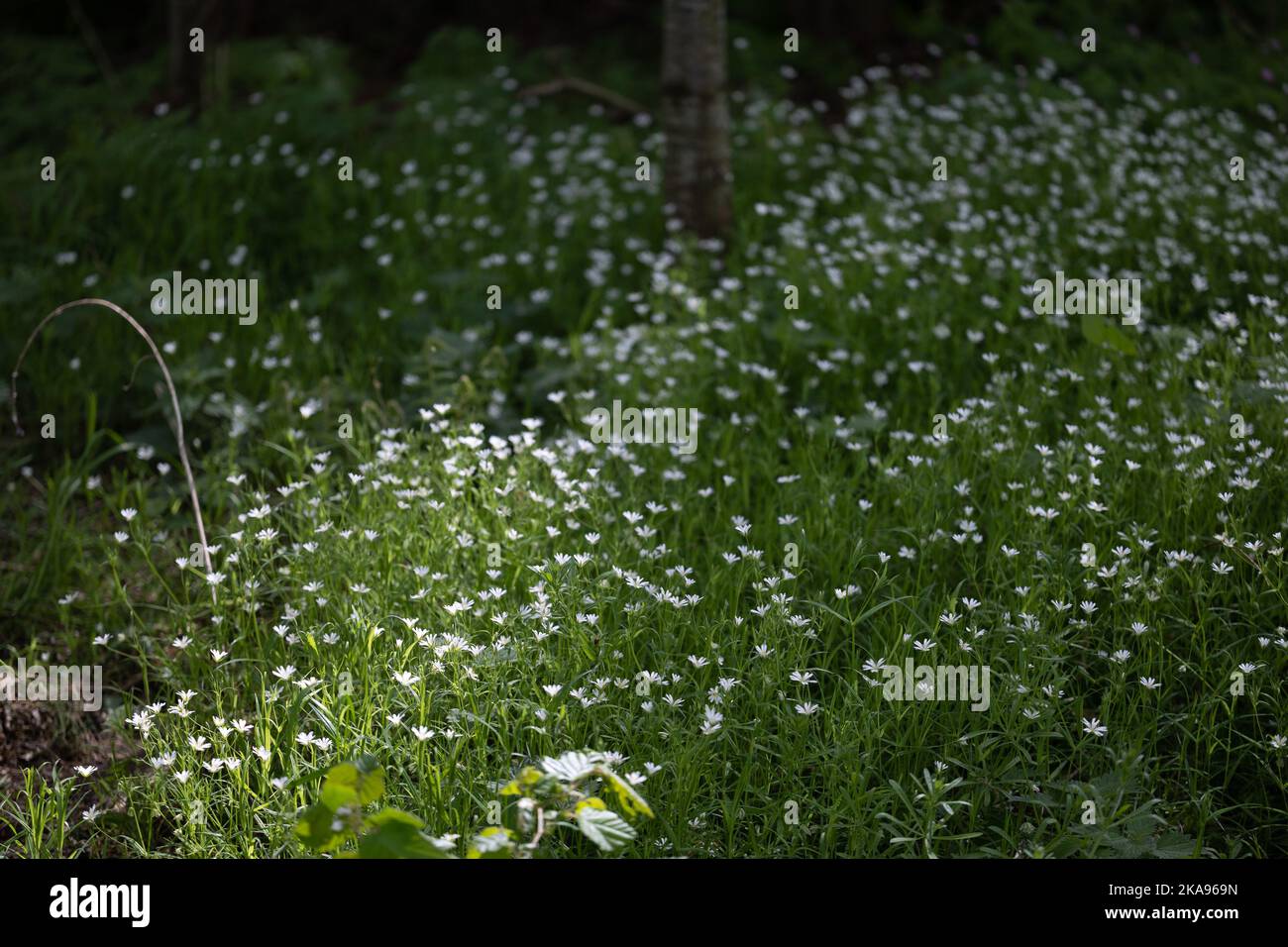 The garden full of white chickweeds Stock Photo - Alamy