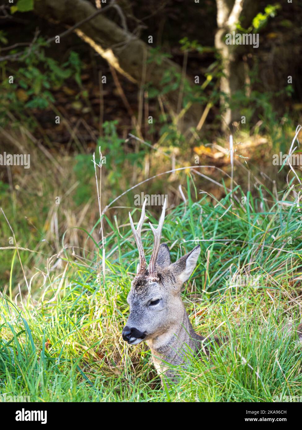 Roe Deer Buck Head in Grass Stock Photo - Alamy