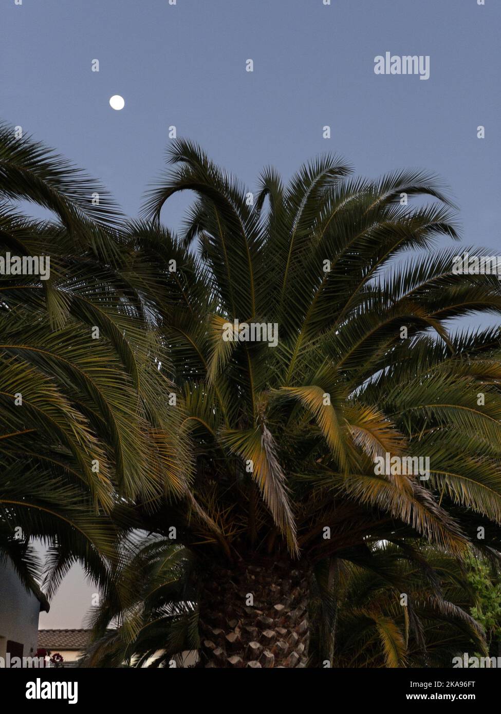 Moon sunset palm trees hi-res stock photography and images - Alamy