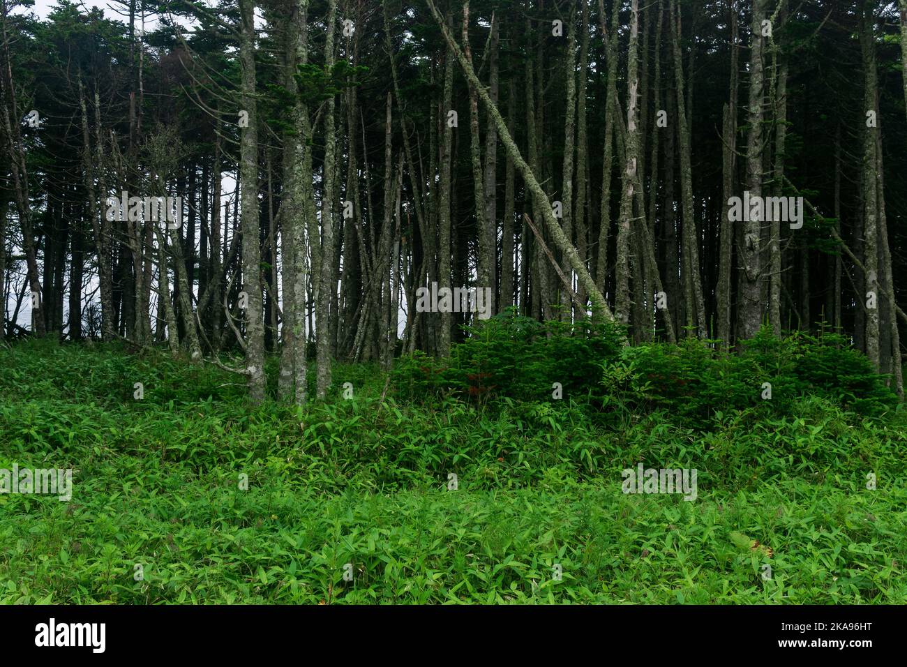 coastal forest with windbreak and dwarf bamboo undergrowth on the ...